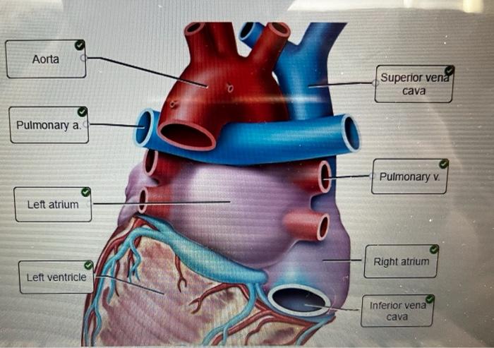 Solved Label the structures in the posterior view of the | Chegg.com