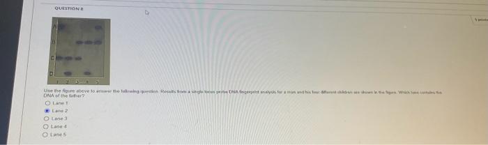 Solved results from a multiallelic single locus probe DNA | Chegg.com