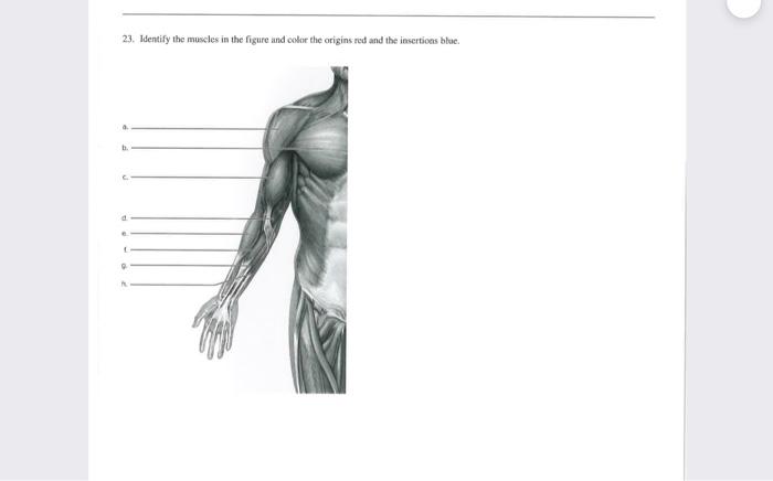 Solved 23. Identify the muscles in the figure and color the | Chegg.com