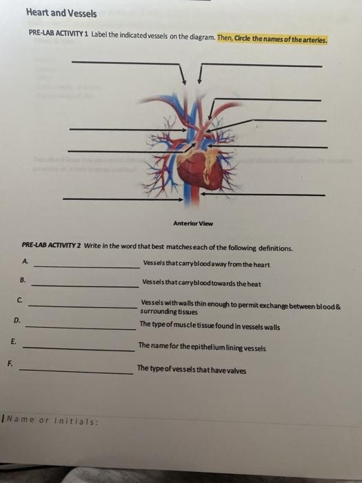 Solved Heart and Vessels PRE-LAB ACTIVITY 1 Label the | Chegg.com