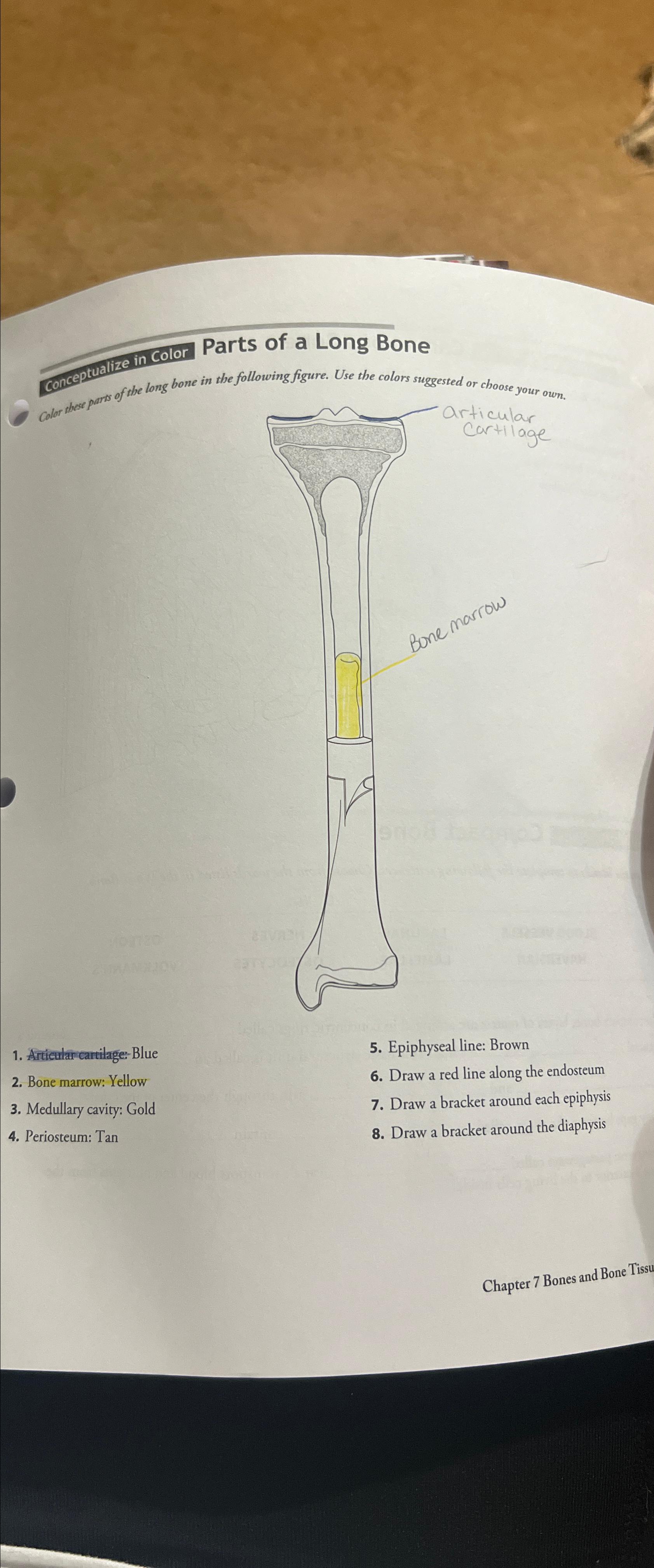 Solved in Color Parts of a Long BoneColor these parts of the | Chegg.com