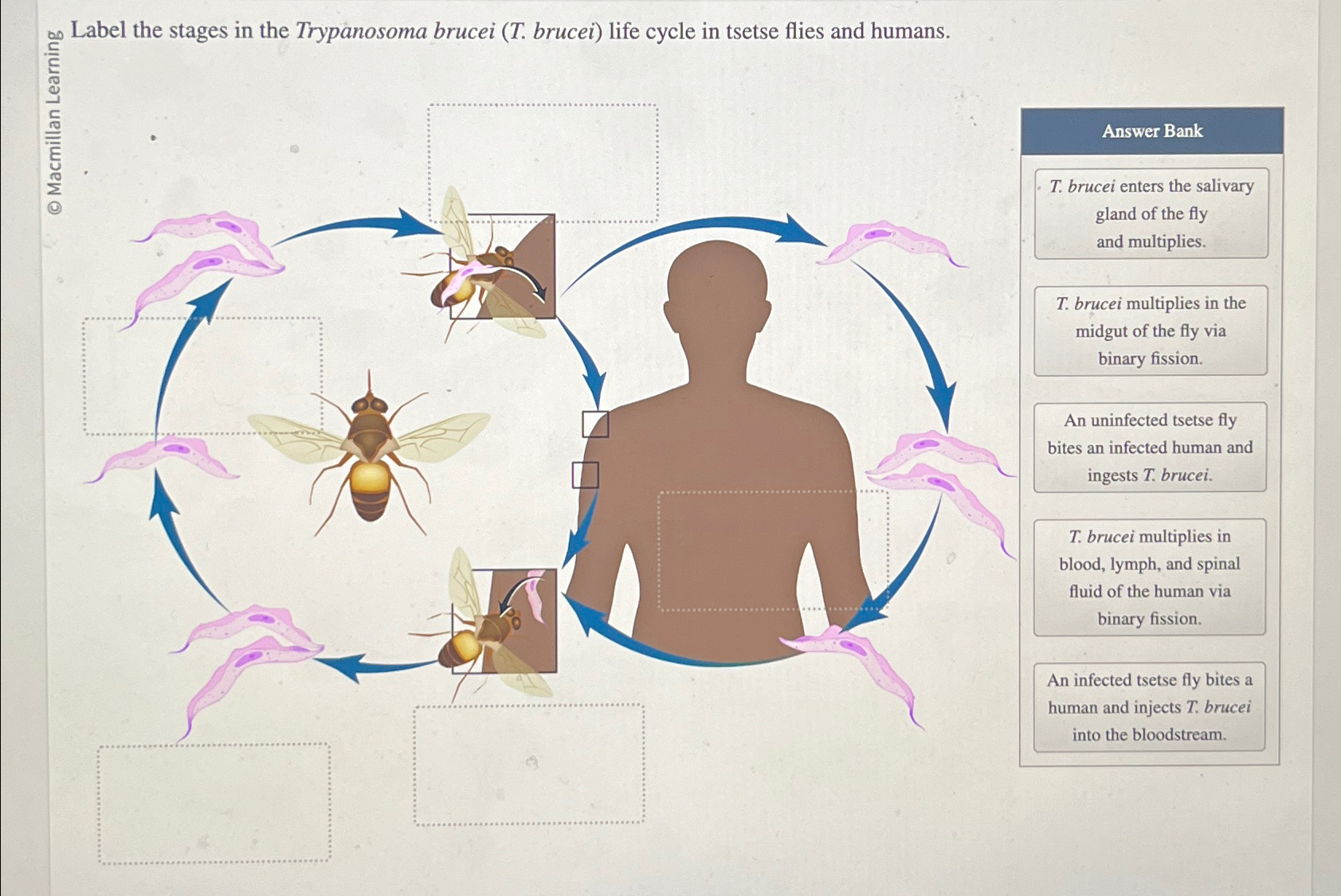 Solved Label the stages in the Trypanosoma brucei (T. | Chegg.com