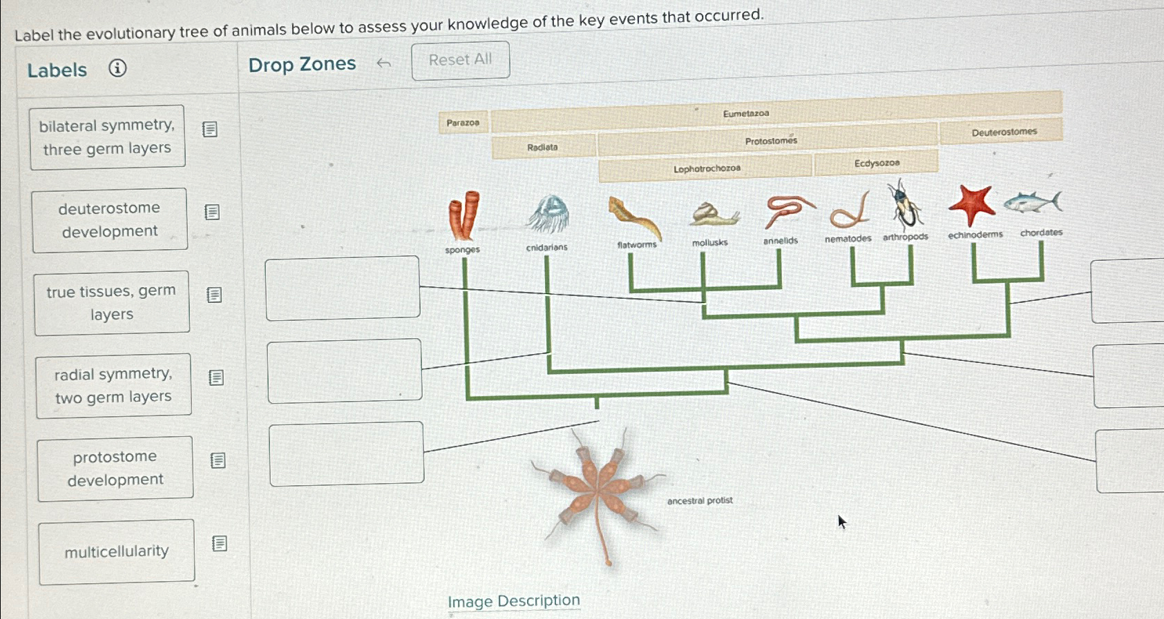 Solved Label the evolutionary tree of animals below to | Chegg.com
