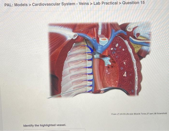 Solved PAL: Models > Cardiovascular System - Veins > Lab | Chegg.com