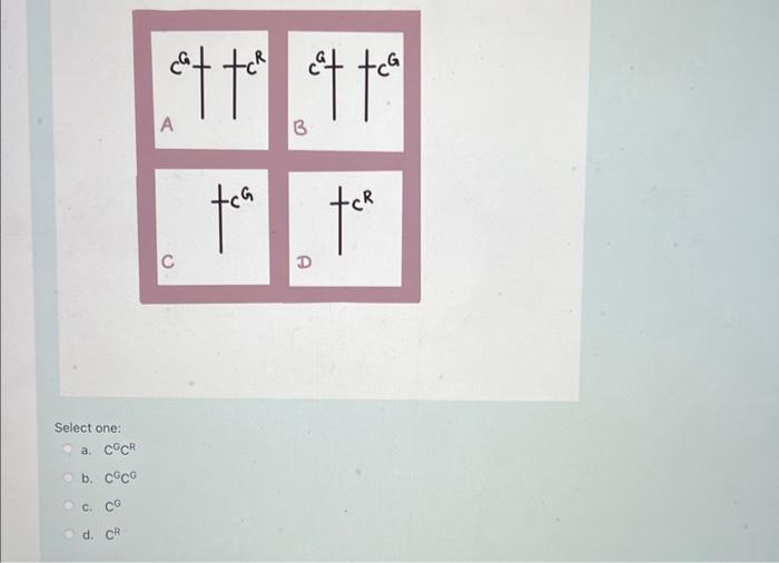 Solved Mal's genotype is CRCG. Remember, I can draw Mal's | Chegg.com