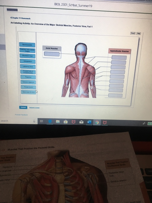 Solved USUT BIOL 2301 Schbat Summer19 Chapter 11 Homework | Chegg.com