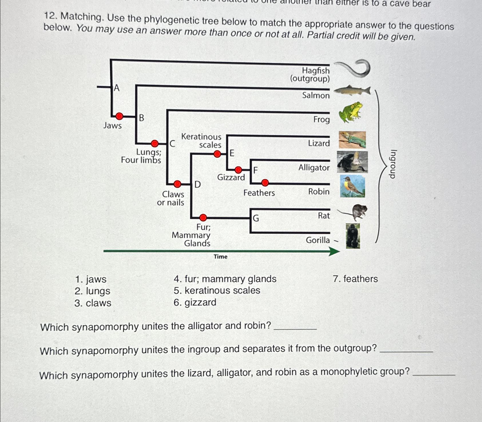 Solved Matching. Use the phylogenetic tree below to match | Chegg.com