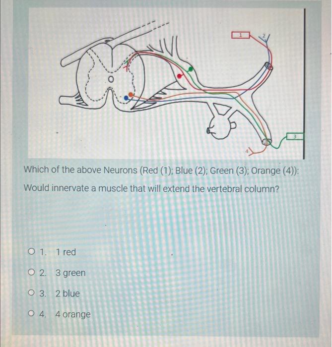 Solved Which of the above Neurons (Red (1); Blue (2); Green | Chegg.com