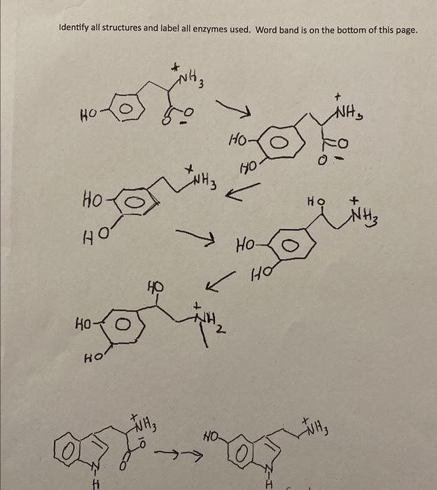 Identify all structures and label all enzymes used. | Chegg.com