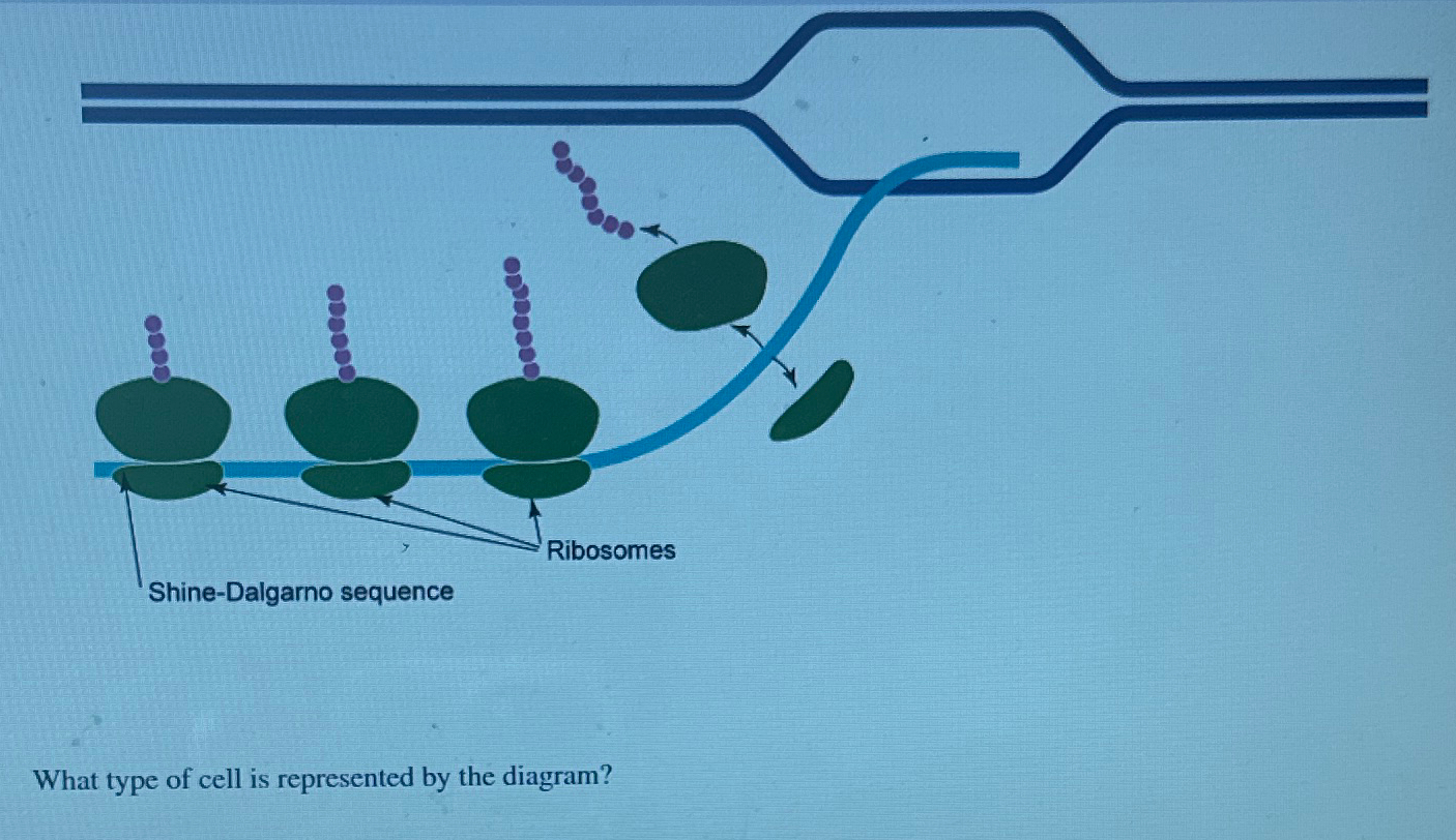 Solved Shine-Dalgarno sequenceWhat type of cell is | Chegg.com