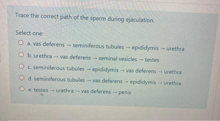 Solved Trace the correct path of the sperm during | Chegg.com