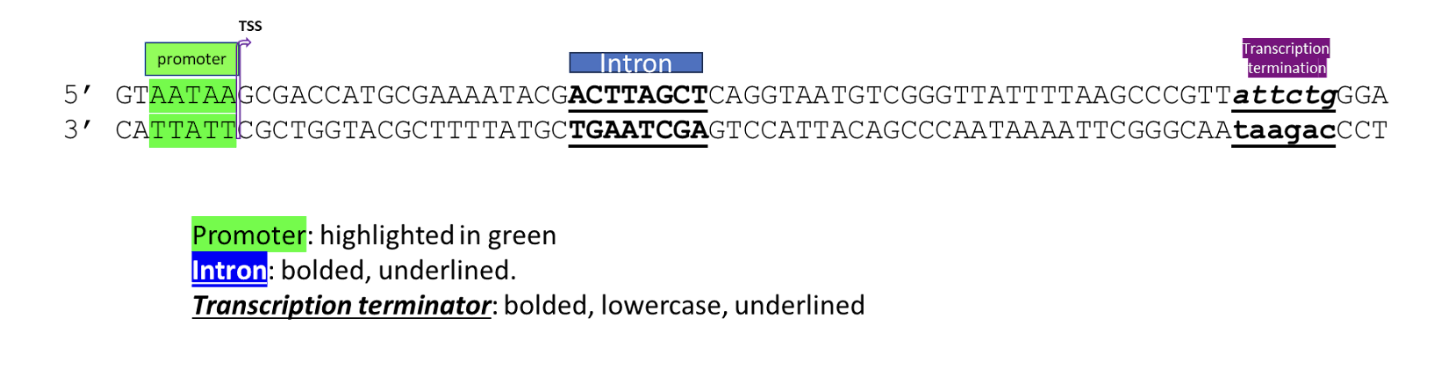 Solved The figure below shows a double-stranded DNA sequence | Chegg.com