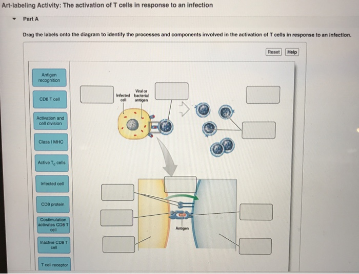 Solved Art-labeling Activity: The activation of T cells in | Chegg.com