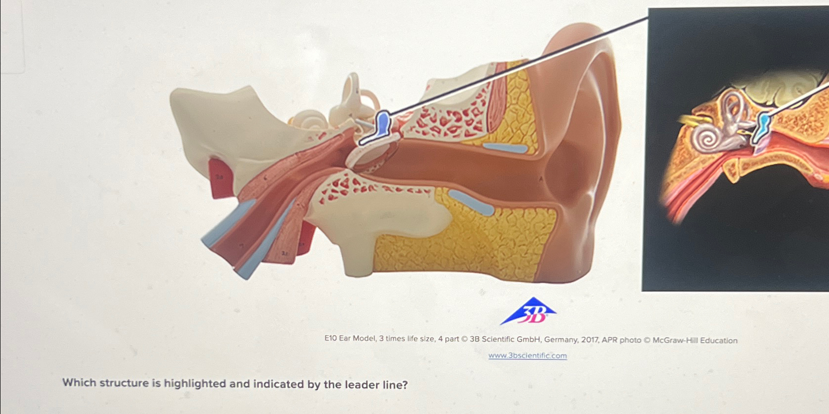 Solved E10 ﻿Ear Model, 3 ﻿times life size, 4 ﻿part o.3 ﻿B | Chegg.com