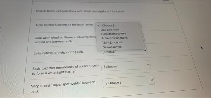 Solved Match these cell junctions with their | Chegg.com