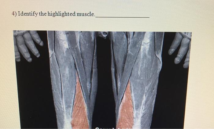 Solved 4) Identify the highlighted muscle. 3) Identify the | Chegg.com