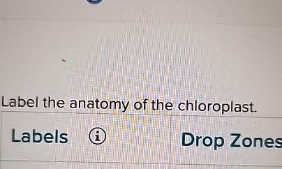 Solved Label the anatomy of the chloroplast.Labels(i)Drop | Chegg.com