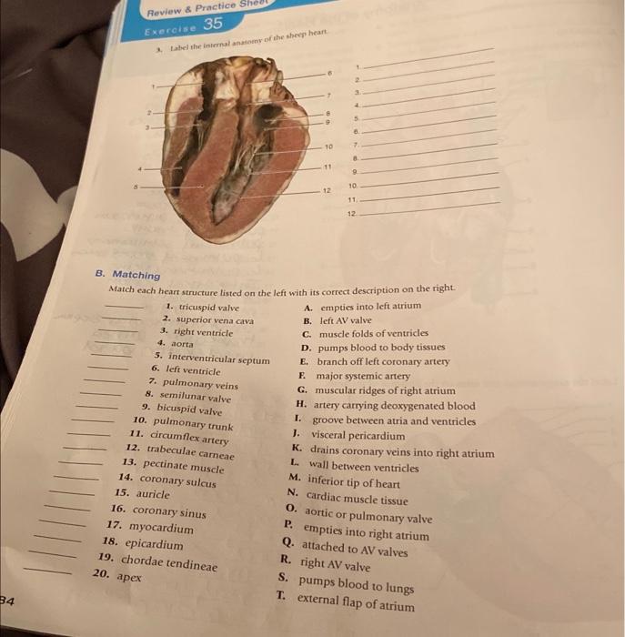 Solved A. Labeling 1. Label the anatomy of the heart. 1. 2. | Chegg.com