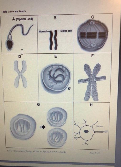 Solved Table 1: Mix and Match A (Sperm Cell) Sickle cell | Chegg.com