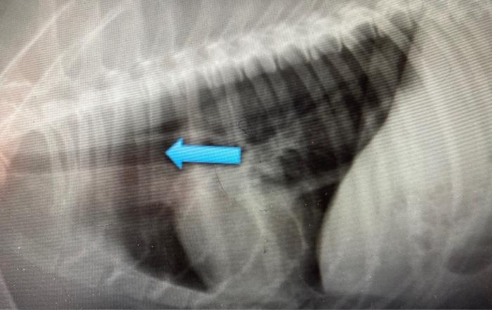Solved The radiolucent structure indicates by the blue arrow | Chegg.com