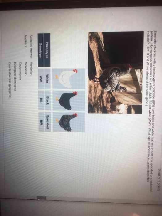 Solved O out of 1 points Erminette chickens with a | Chegg.com