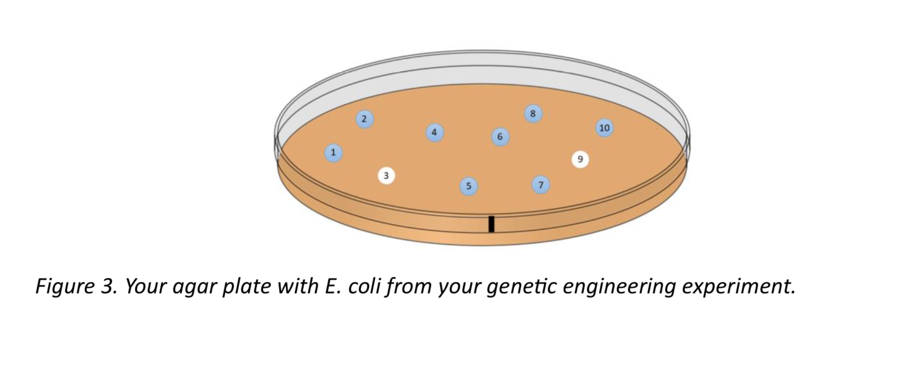 [Solved]: 2.E. In Figure 3 you can see the resulting coloni