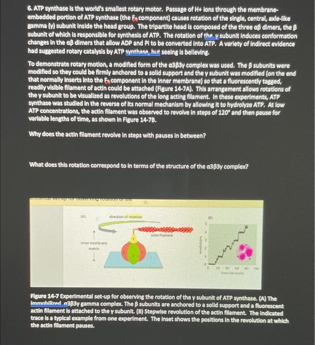 Solved 6. ATP synthase is the world's smallest rotary motor. | Chegg.com