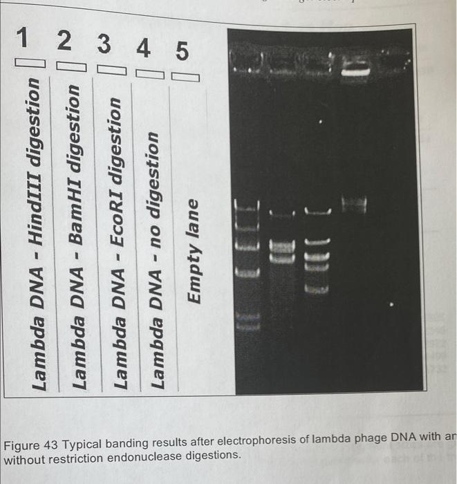 Solved digestions and agarose gel electrophoresis Lambda DNA | Chegg.com