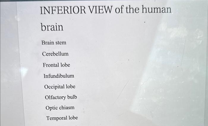 Solved INFERIOR VIEW OF THE HUMAN BRA IN INFERIOR VIEW of | Chegg.com