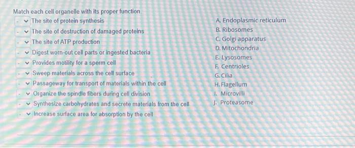 Solved Match each cell organelle with its proper function. | Chegg.com