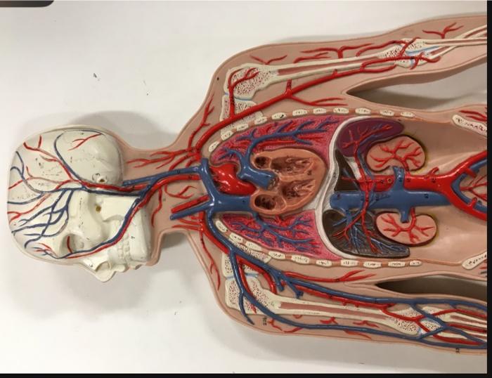 Solved please label all blood vessels | Chegg.com
