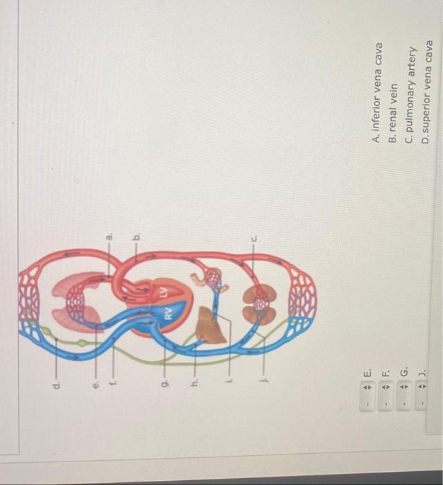 Solved A. inferior vena cava - ⩾F. B. renal vein - ث G. C. | Chegg.com