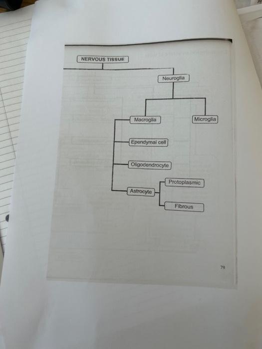 Solved Histology - as well please answer the question2 and 3 | Chegg.com