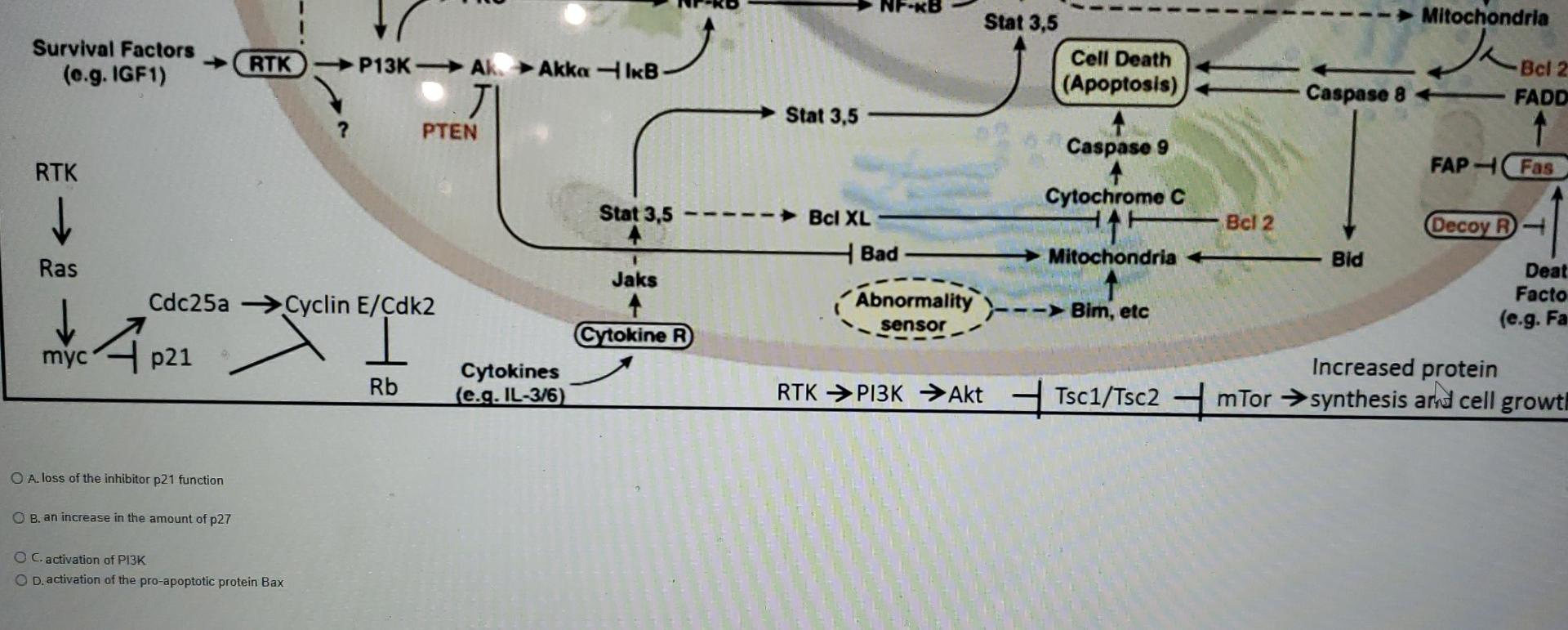 Solved QUESTION 13 Selectins are cell adhesion molecules | Chegg.com