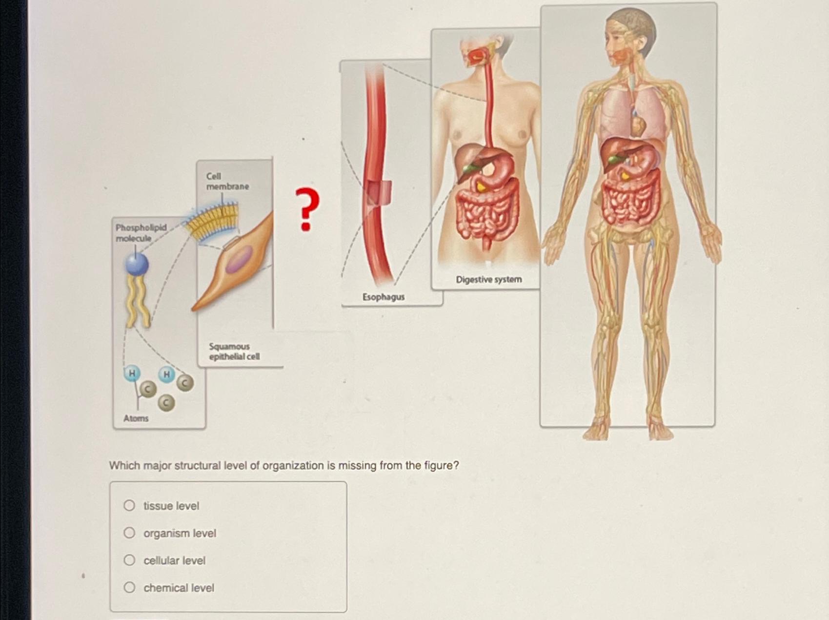 Solved Which major structural level of organization is | Chegg.com