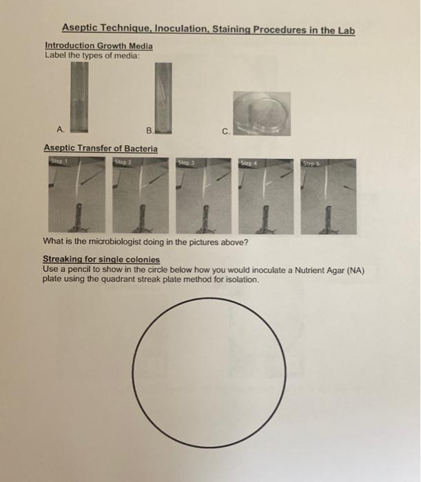 Solved Aseptic Technique. Inoculation, Staining Procedures | Chegg.com