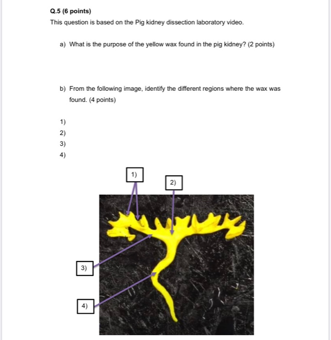 Solved This question is based on the Pig kidney dissection | Chegg.com