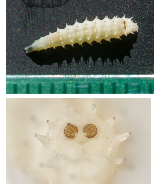 Solved Can anyone help me identify these species (species | Chegg.com