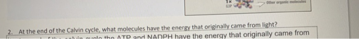 Solved 1 0 5 otser organte molecules 2. At the end of the | Chegg.com