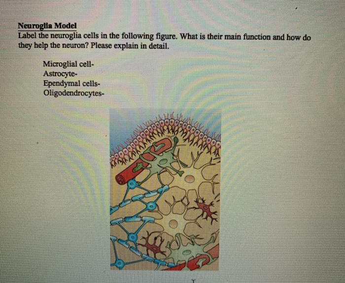 Solved Neuroglia Model Label the neuroglia cells in the | Chegg.com