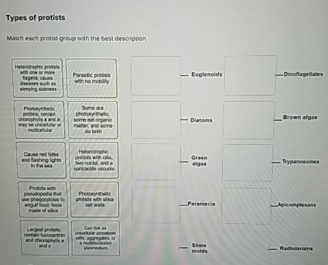 Solved Types of protistsMatch each protist group with the | Chegg.com