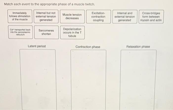 Solved Match Each Event To The Appropriate Phase Of A Muscle 