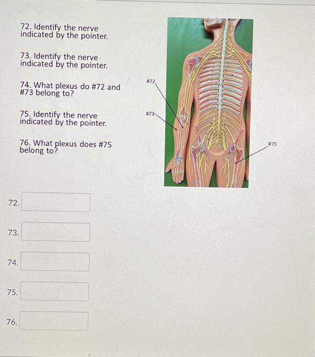 Solved 77. Identify the region indicated by the pointer. #78 | Chegg.com
