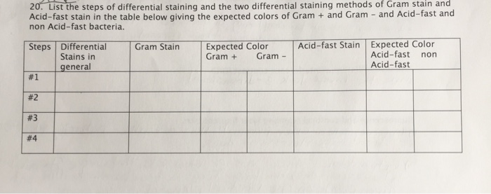 Solved 20. List the steps of differential staining and the | Chegg.com