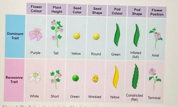 Solved In the garden pea, the gene for seed color has two | Chegg.com