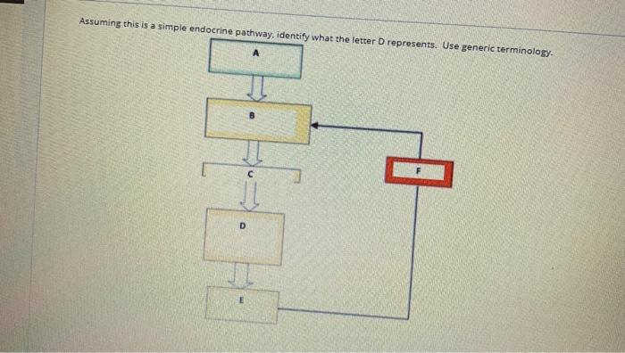 Solved Assuming this is a simple endocrine pathway, identify | Chegg.com