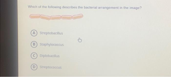 Solved Which of the following describes the bacterial | Chegg.com