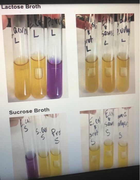 Solved Lactose Broth Sucrose Broth Acid Production (Yes/No | Chegg.com