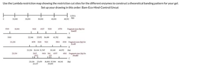 Use the Lambda restriction map showing the | Chegg.com