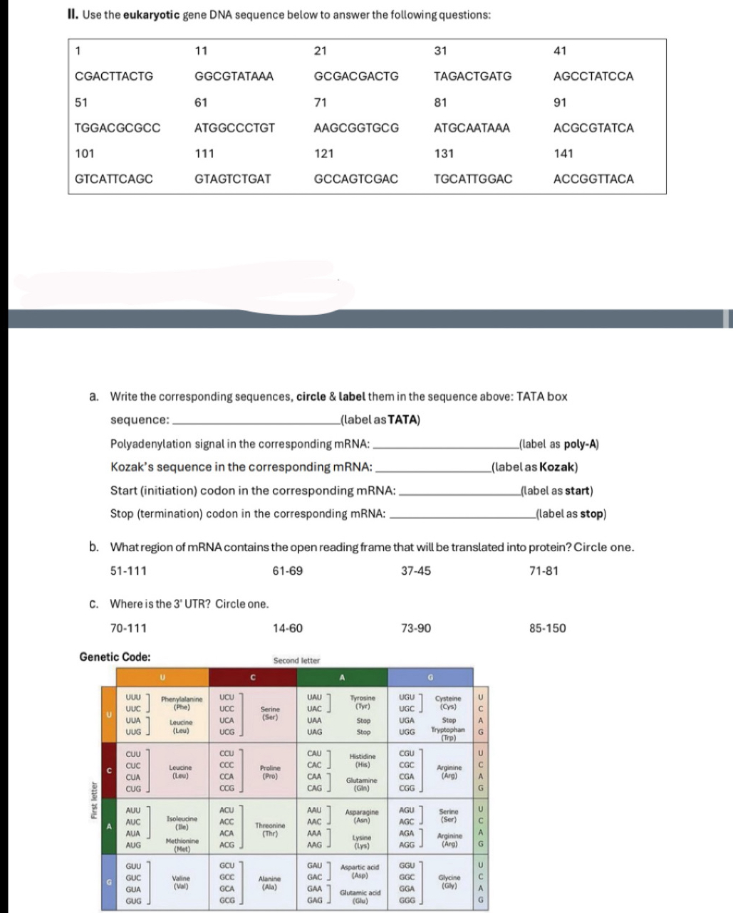 Solved II. ﻿Use the eukaryotic gene DNA sequence below to | Chegg.com